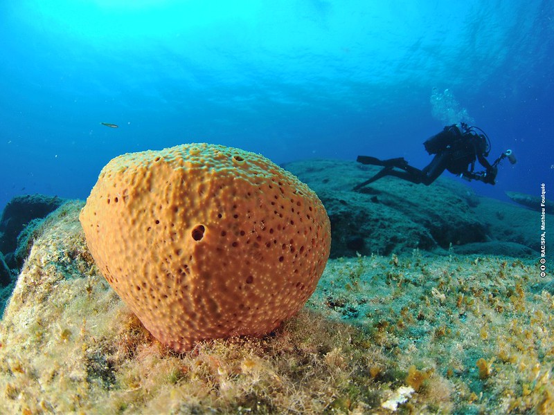 IMAP-MPA Project - Towards achieving the Good Environmental Status of ...