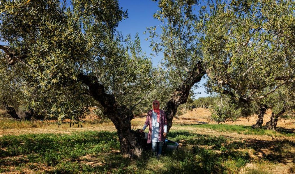 VERDURA: The Ecological Start-Up born thanks to the CLIMA project - EU ...